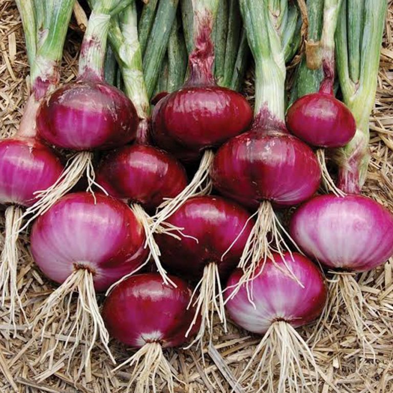 Cebolla Morada – Sitopia