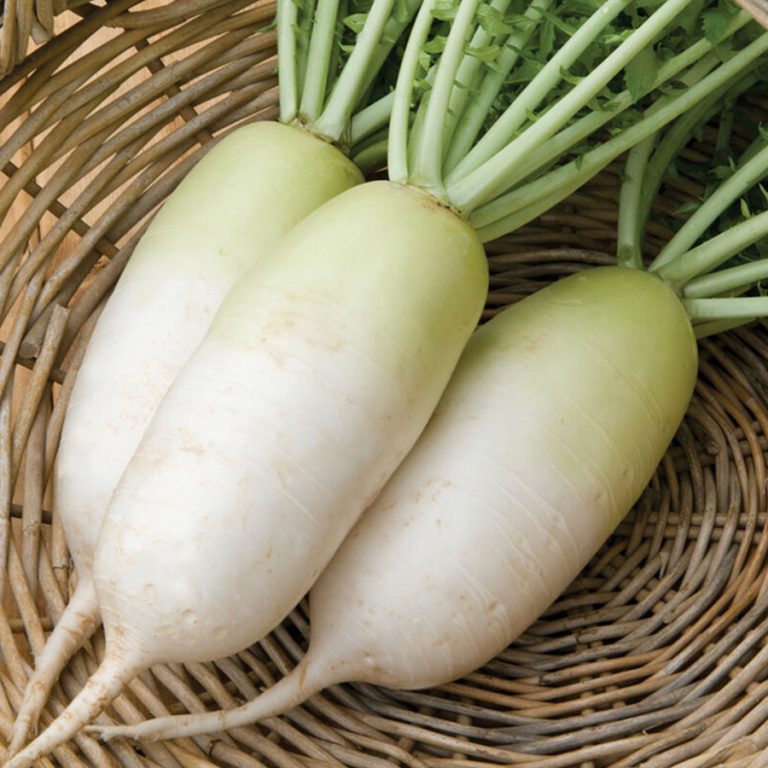 Rábano Daikon Blanco – Sitopia